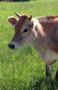 Adopt a Cow | The Cows Foundation