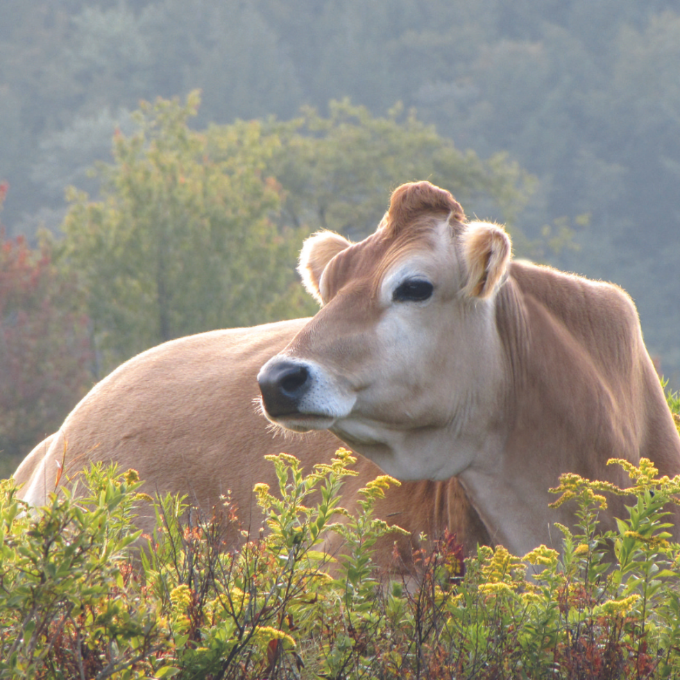 Celebrate | The Cows Foundation