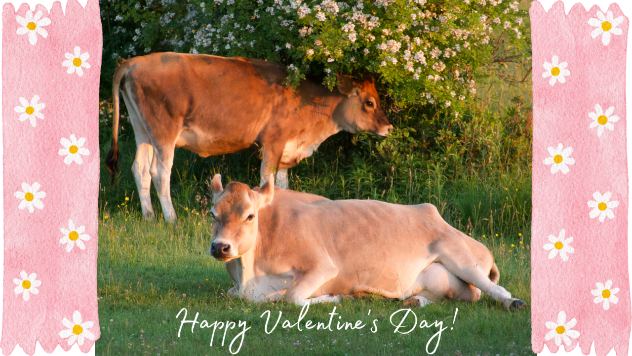 Valentine eCards | The Cows Foundation