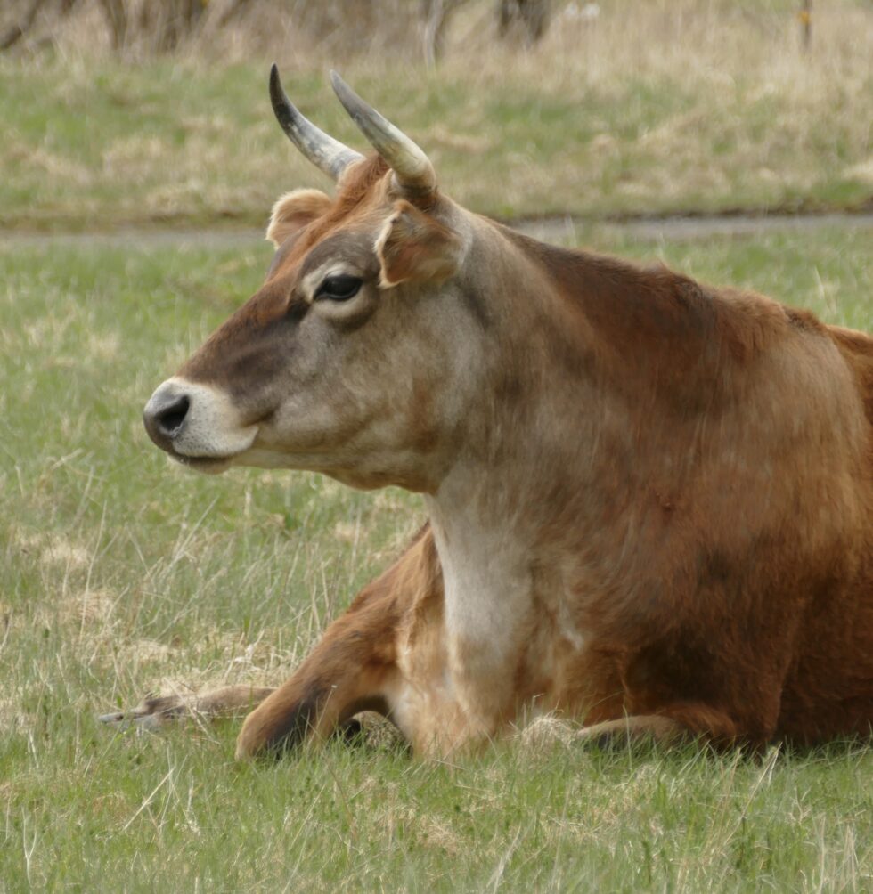 Adopt a Cow | The Cows Foundation